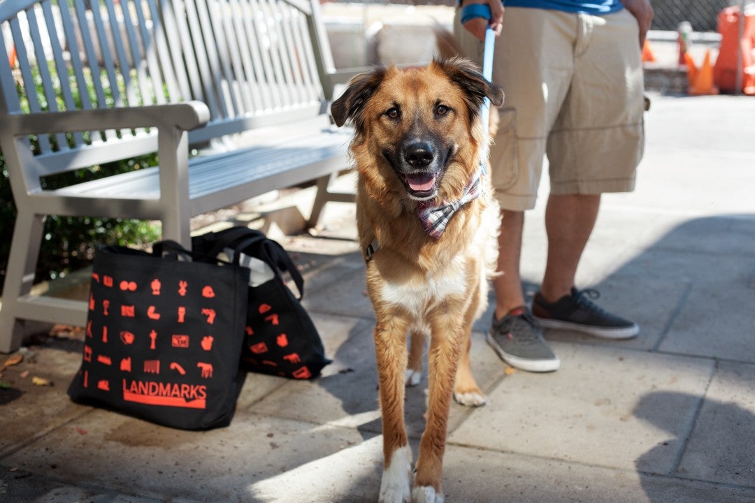 2017 Landmarks Dog Walk Recap | LANDMARKS